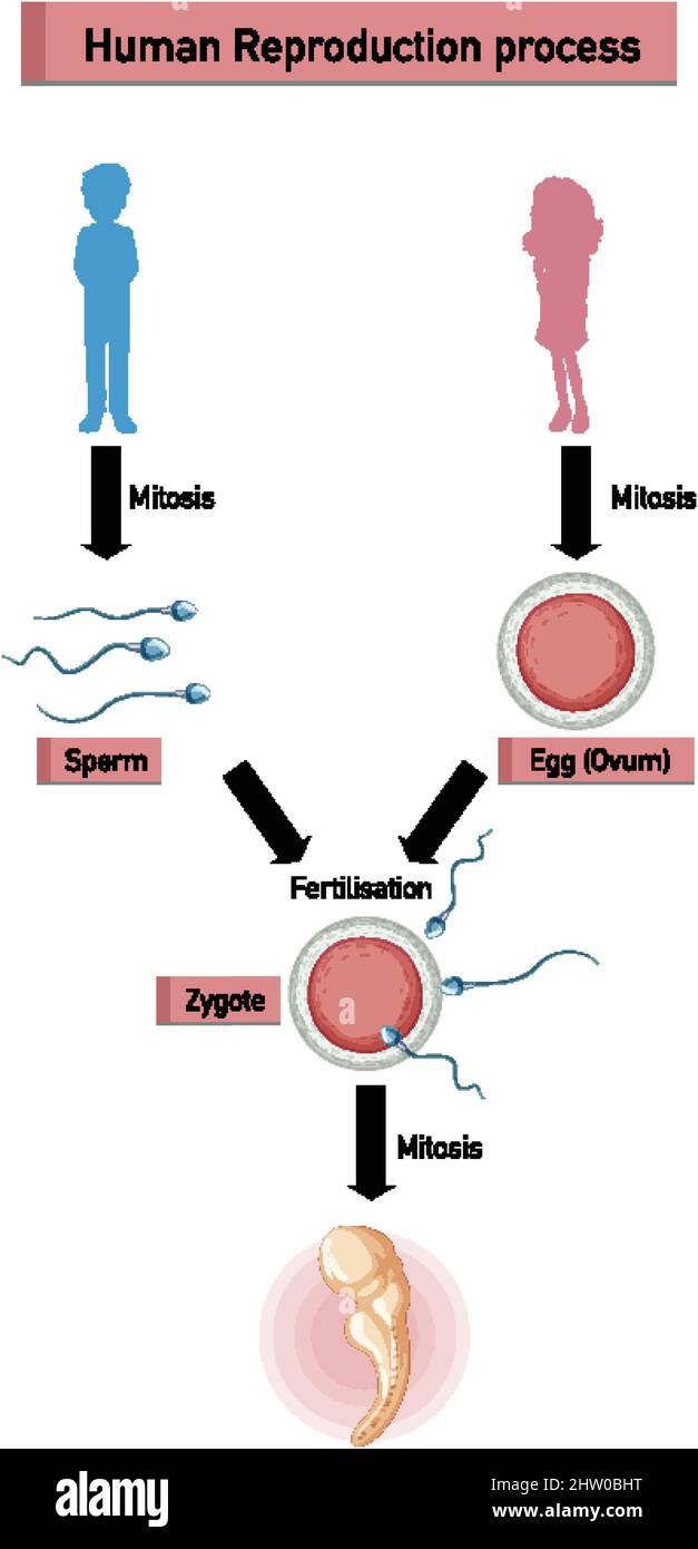 Diagram Showing Human Reproduction Process Illustration Stock Vector Image And Art Alamy