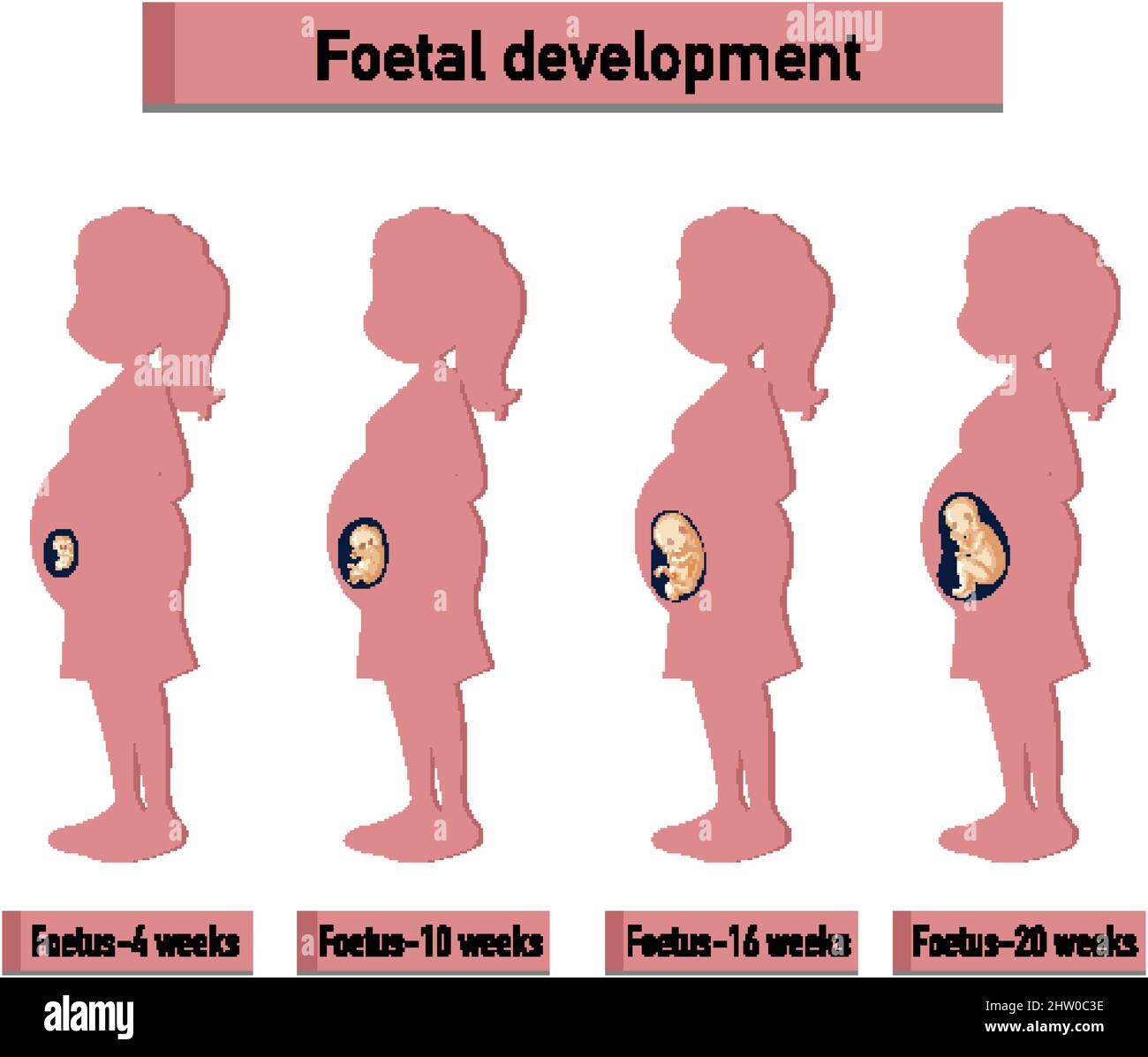 Human embryonic development in human infographic illustration Stock ...
