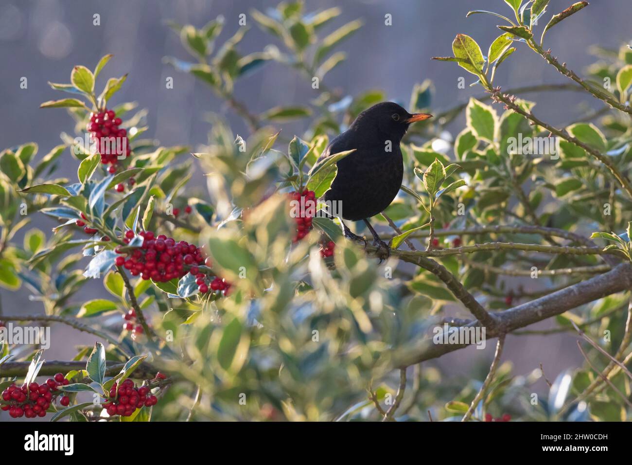 Variegated holly ilex aquifolium hi-res stock photography and images ...