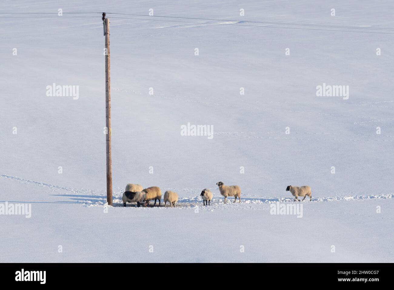 A Small Flock of Sheep in Snow, Gathering Around a Tub of Mineral Salt ...