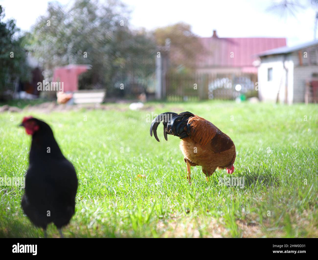 Rooster pecking the ground next to a hen in the yard of a house Stock ...