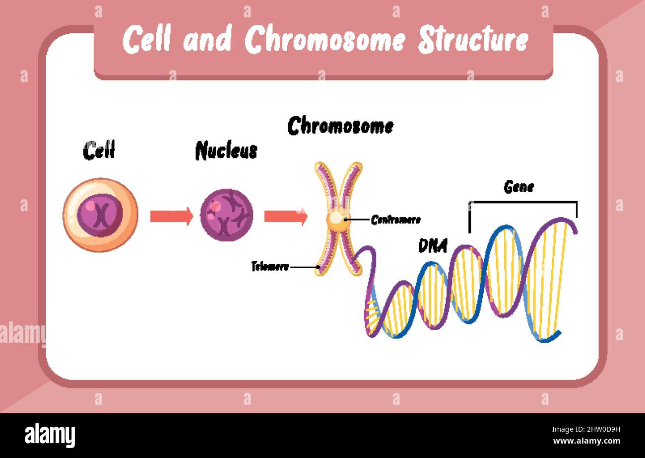 Cell and Chromosome Structure infographic illustration Stock Vector ...