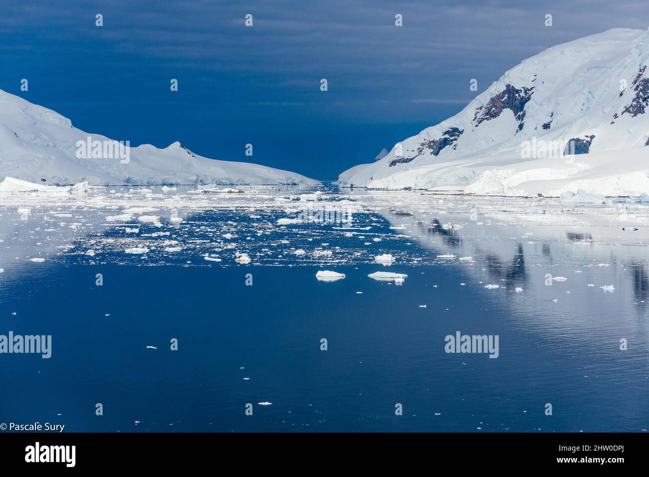 Antarctic antarctic peninsula antarctic birds antarctic fur seal hi-res stock photography and ...