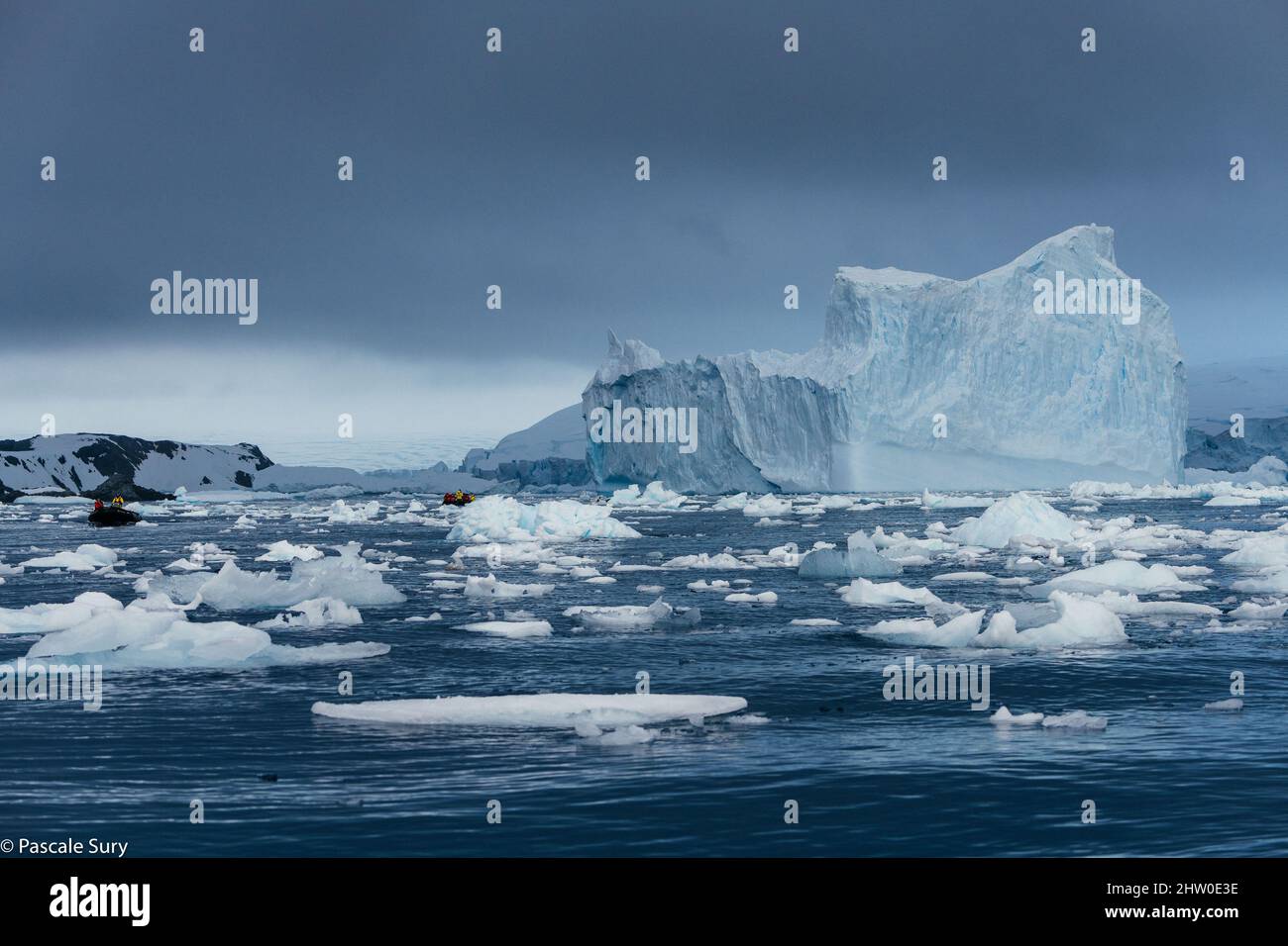 Antarctic antarctic peninsula antarctic birds antarctic fur seal hi-res stock photography and ...