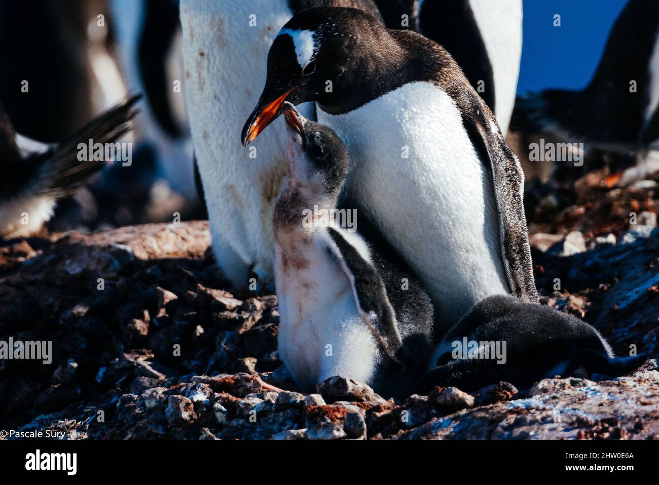 Antarctic antarctic peninsula antarctic birds antarctic fur seal hi-res stock photography and ...