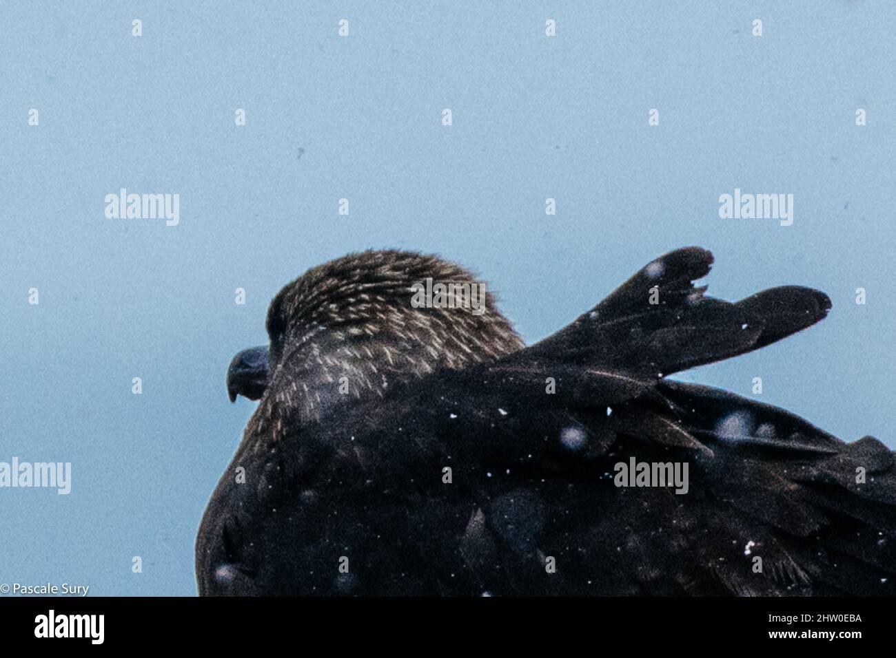 Antarctic antarctic peninsula antarctic birds antarctic fur seal hi-res stock photography and ...