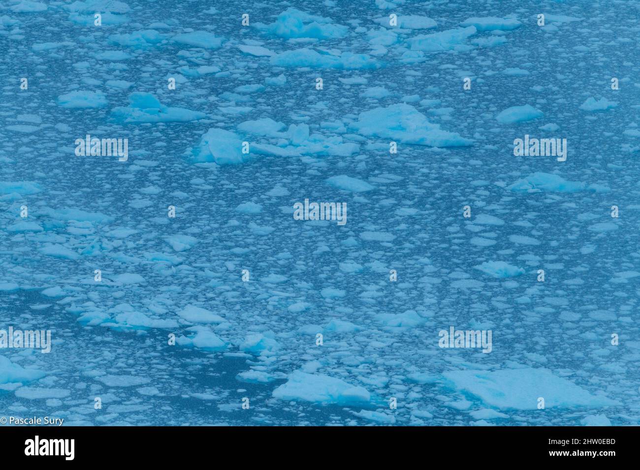 Antarctic antarctic peninsula antarctic birds antarctic fur seal hi-res stock photography and ...