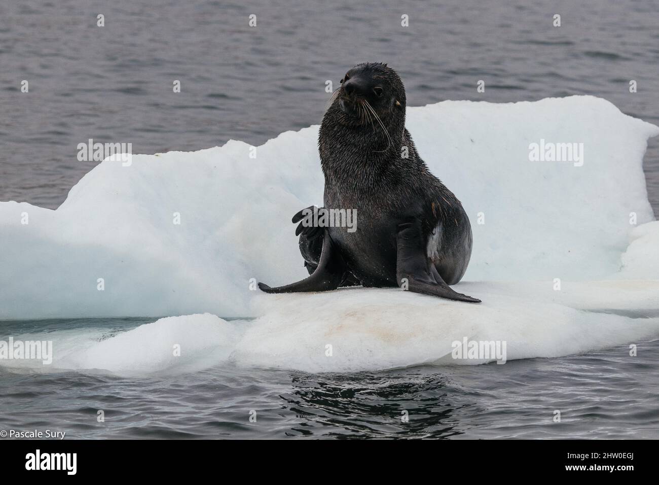 Antarctic antarctic peninsula antarctic birds antarctic fur seal hi-res stock photography and ...