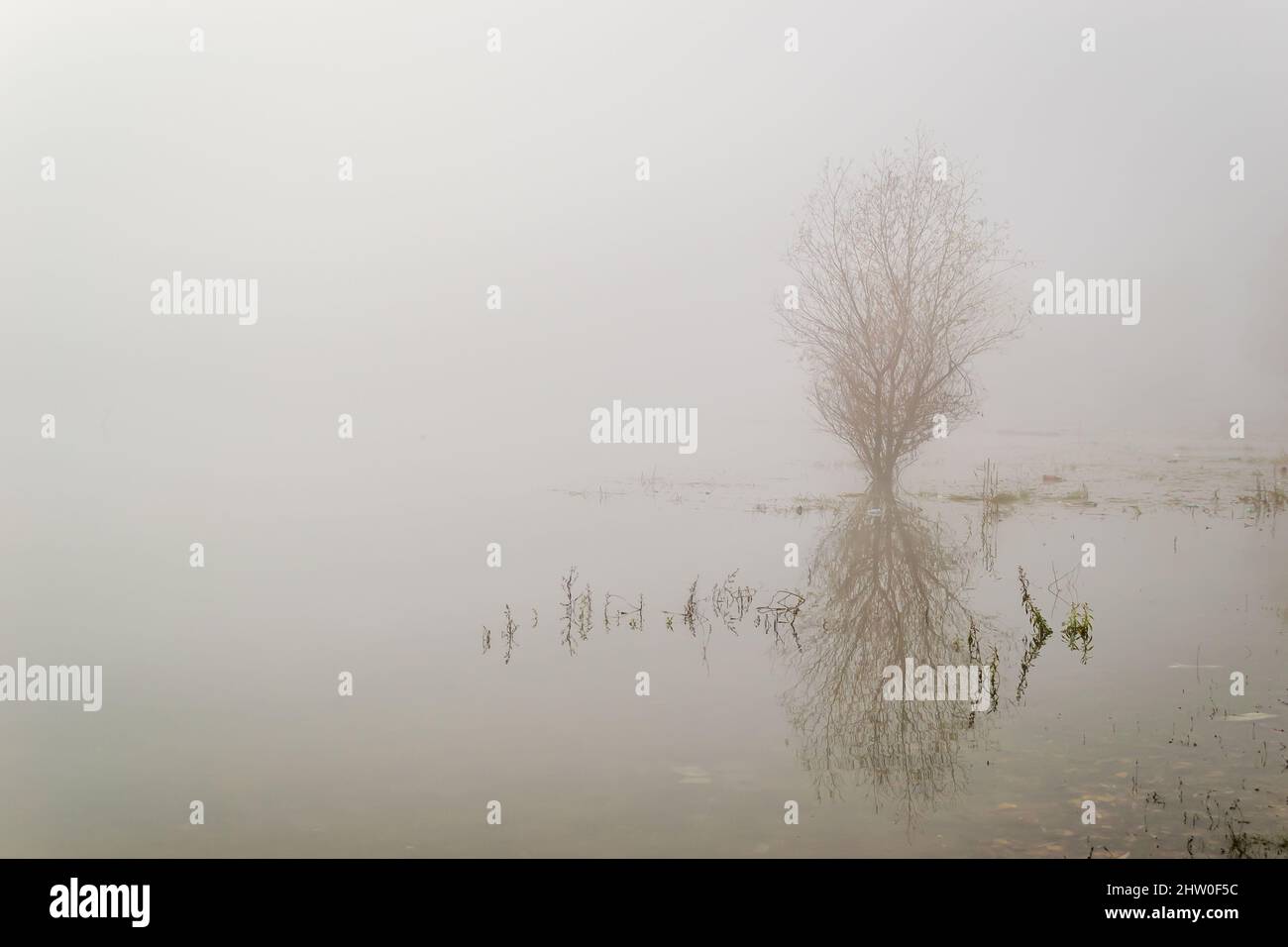 Mysterious forest covered thick fog hi-res stock photography and images ...