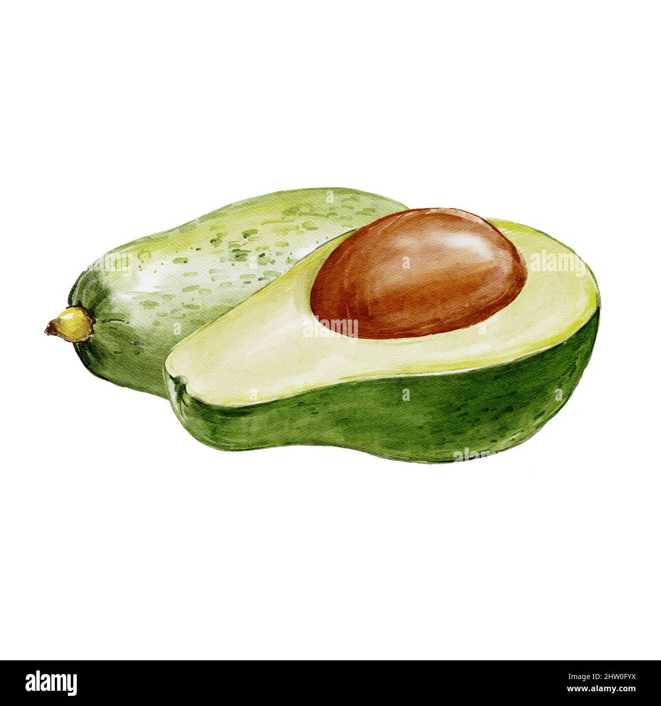 avocado watercolor illustration on white background Stock Photo - Alamy