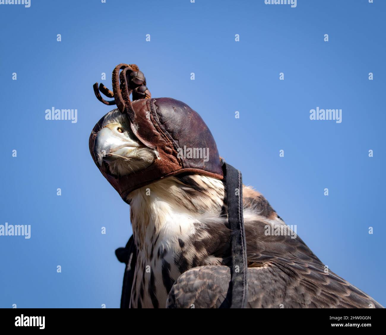 Falconry hood on Lanner Falcon, Falco biarmicus, head shot against blue ...