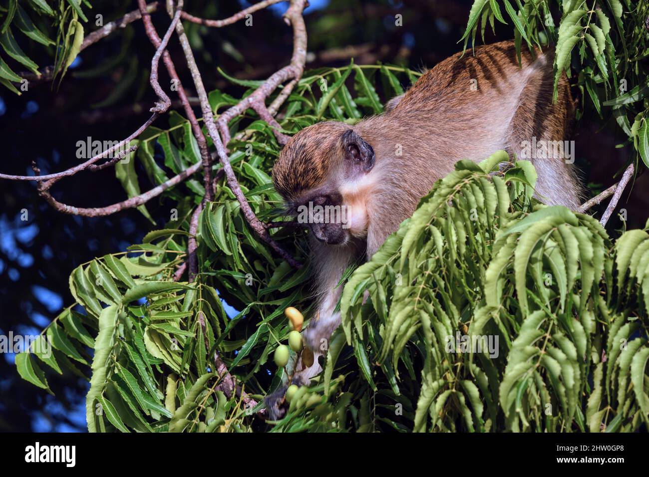 Green monkey (Chlorocebus sabaeus), also known as the sabaeus monkey ...