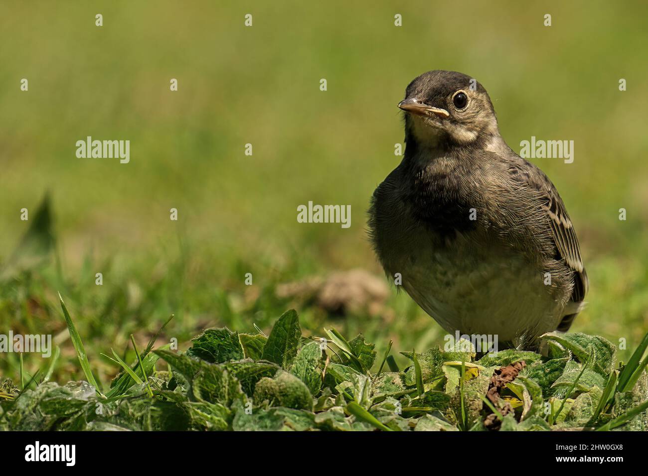 Baby pied wagtail hi-res stock photography and images - Alamy