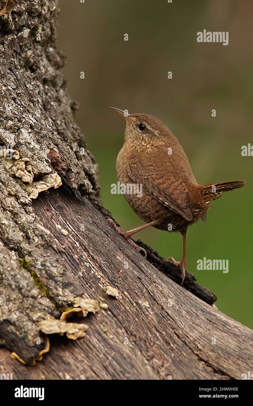 Closeup shot of Wren Stock Photo - Alamy