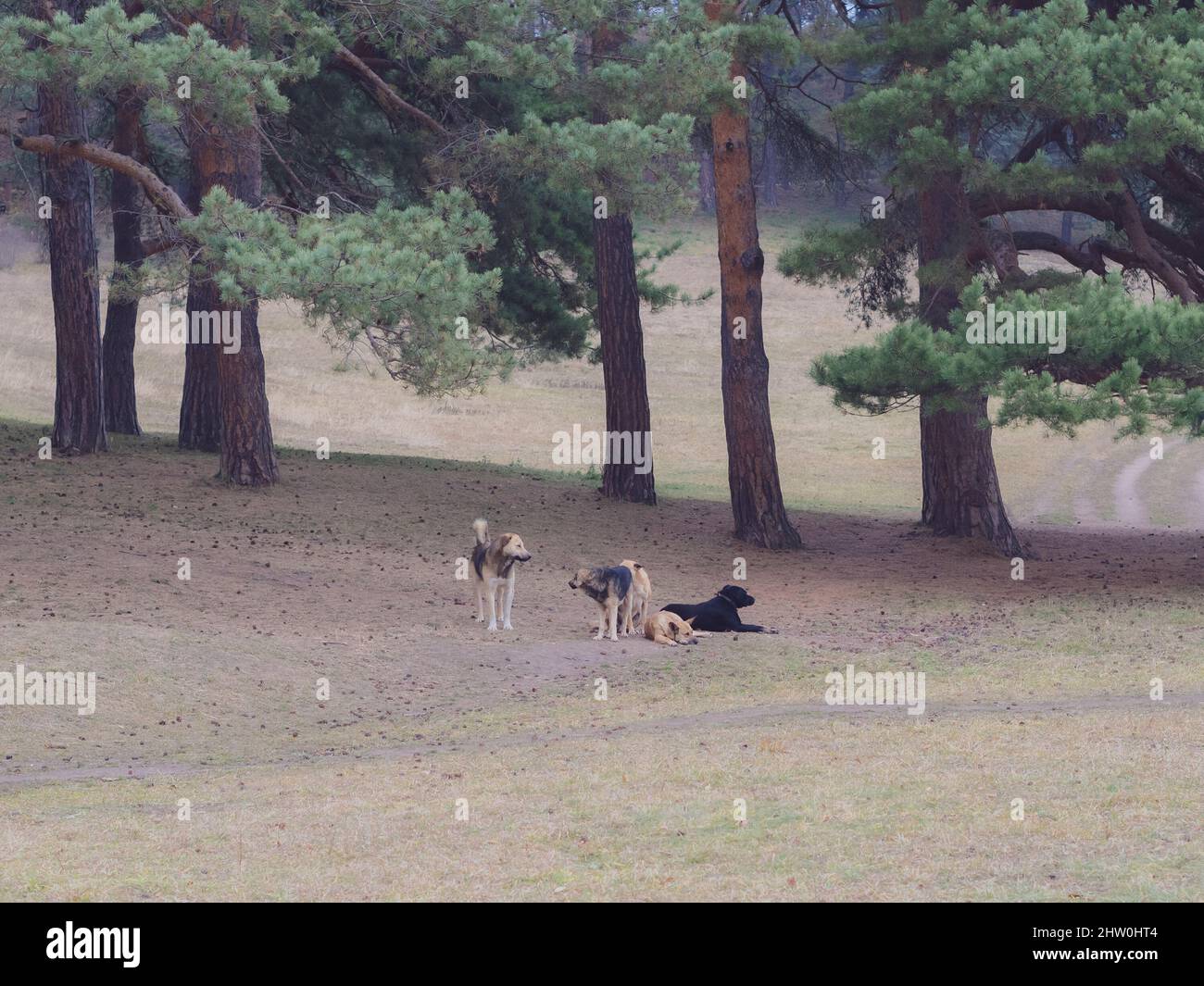 A flock of street mongrel dogs rest in clearing under massive pine ...