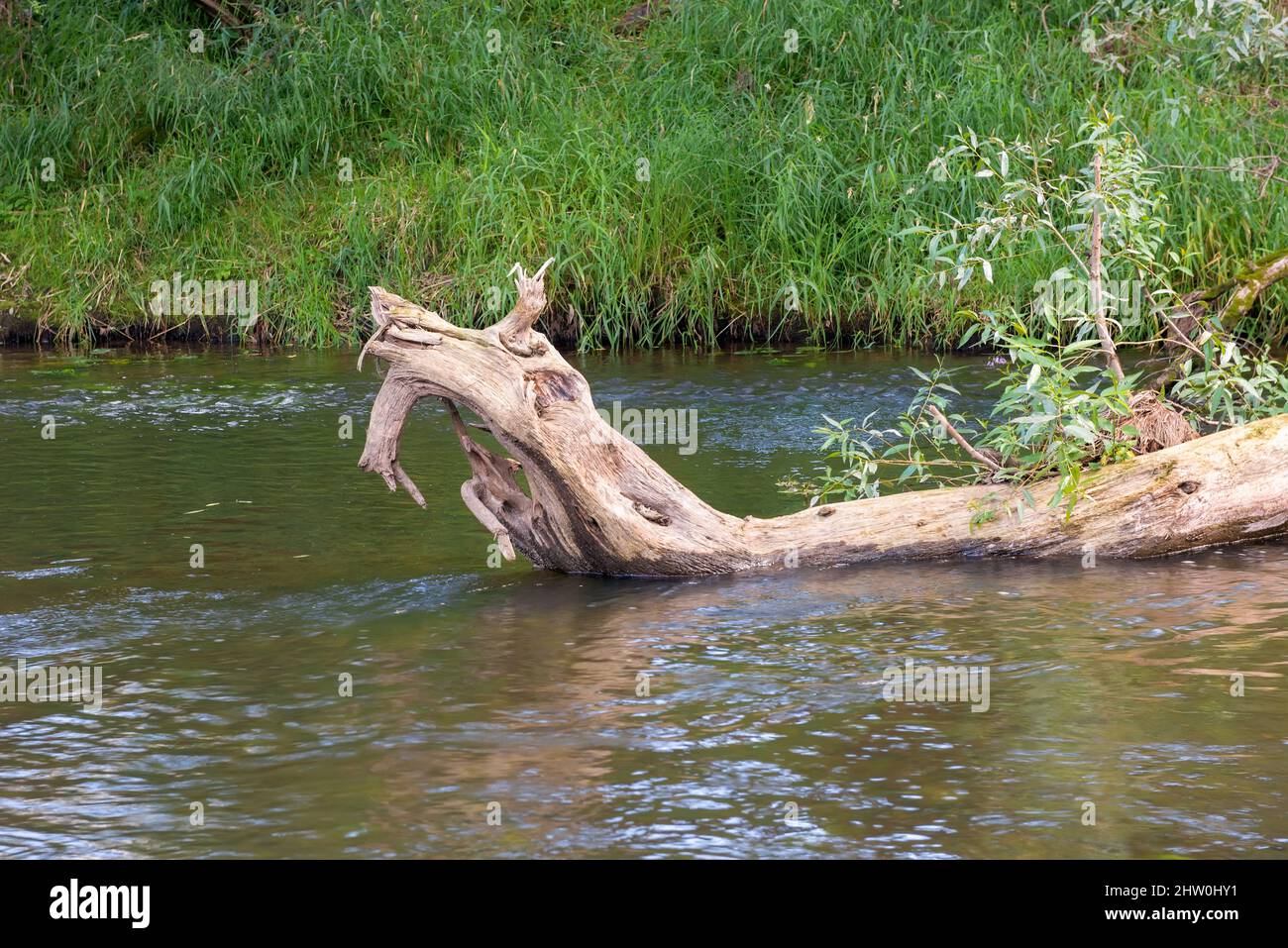 Snake shaped tree branch hi-res stock photography and images - Alamy