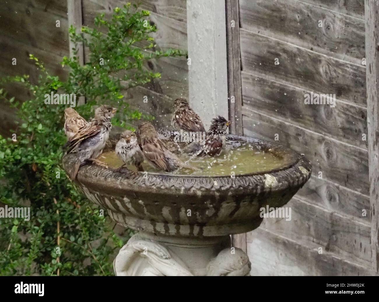 Sparrows bathing in a bird bath Stock Photo - Alamy