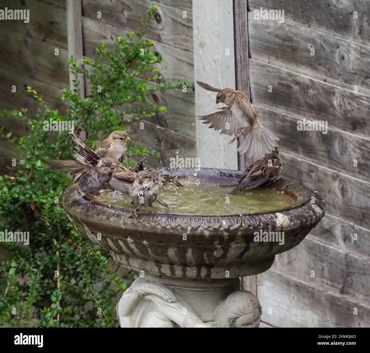 Sparrows bathing in a bird bath Stock Photo - Alamy