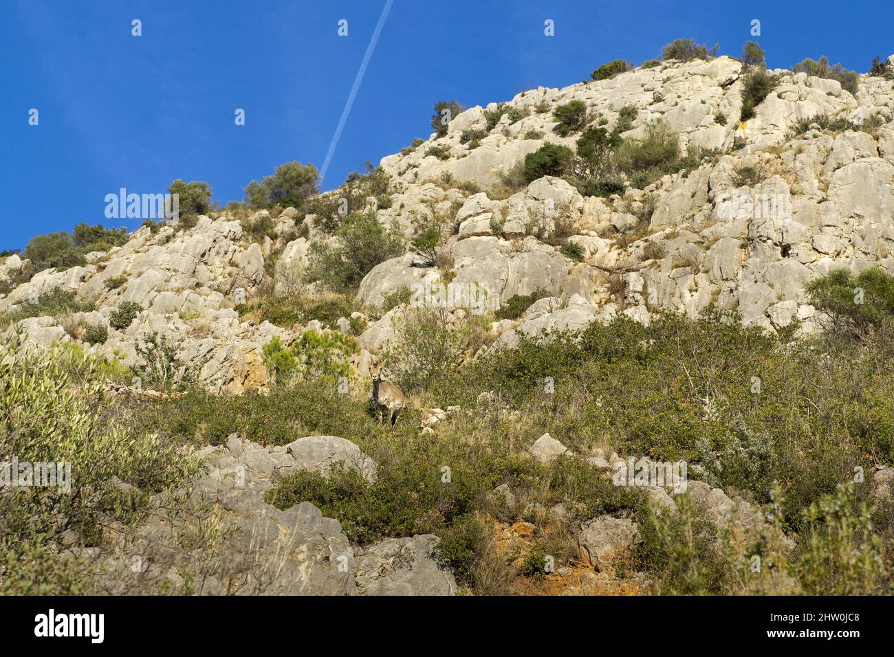 Spanish ibex young male in the nature habitat wild iberia spanish ...