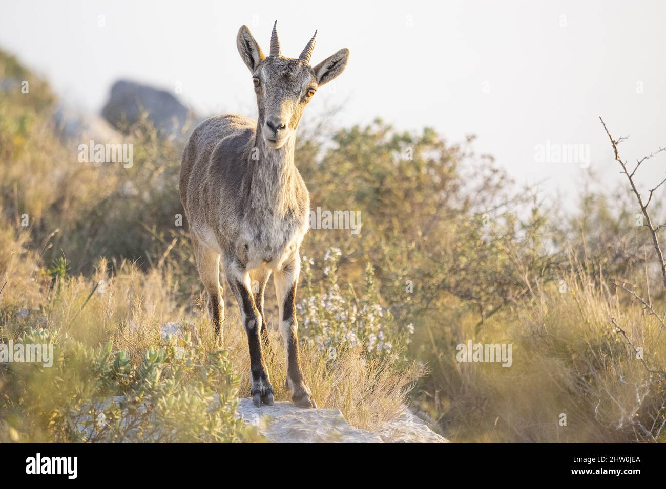 Spanish ibex young male in the nature habitat wild iberia spanish ...