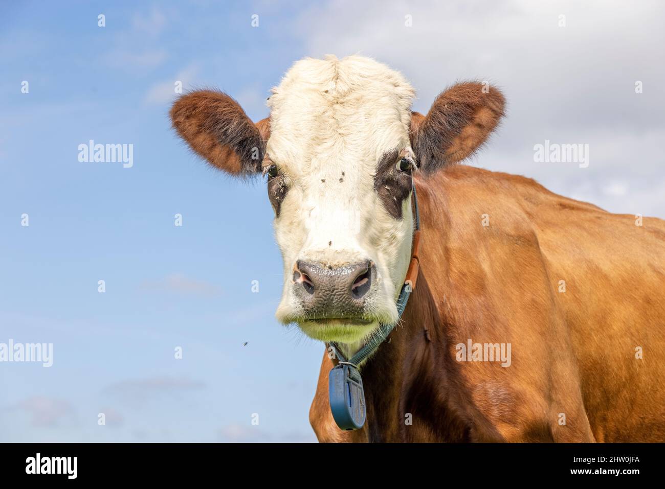 Grumpy cow funny, red eye patches, no horns cattle breed known as ...