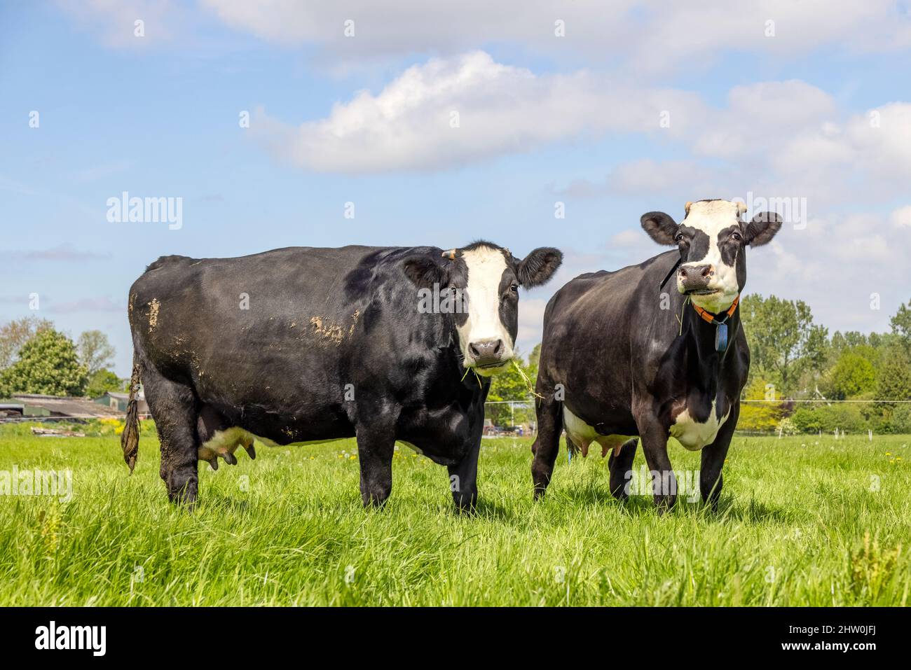 Two cows grazing in a field, black and white, large dutch groninger ...