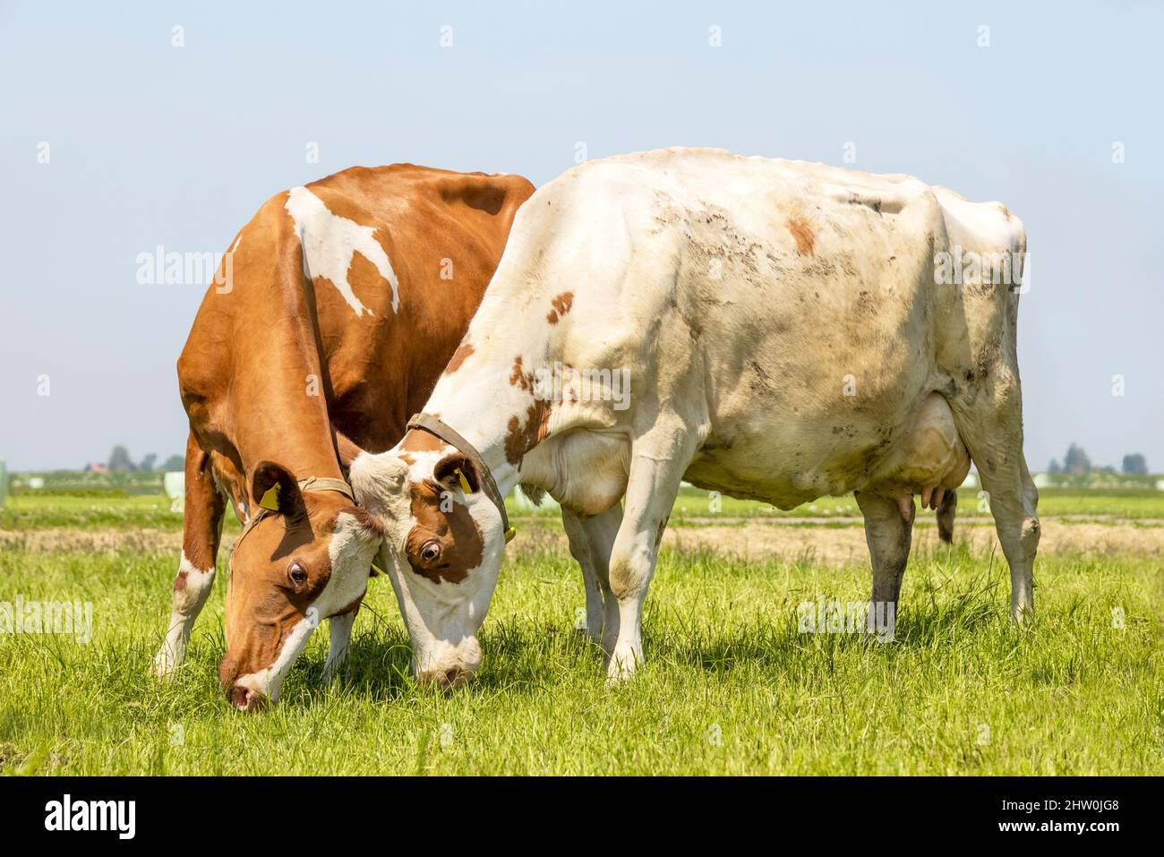 Cow mating hi-res stock photography and images - Alamy