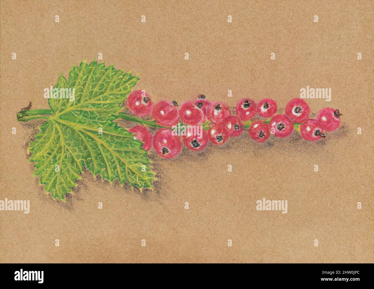 Soft pastel drawing of red currant Soft pastel drawing of red currant ...