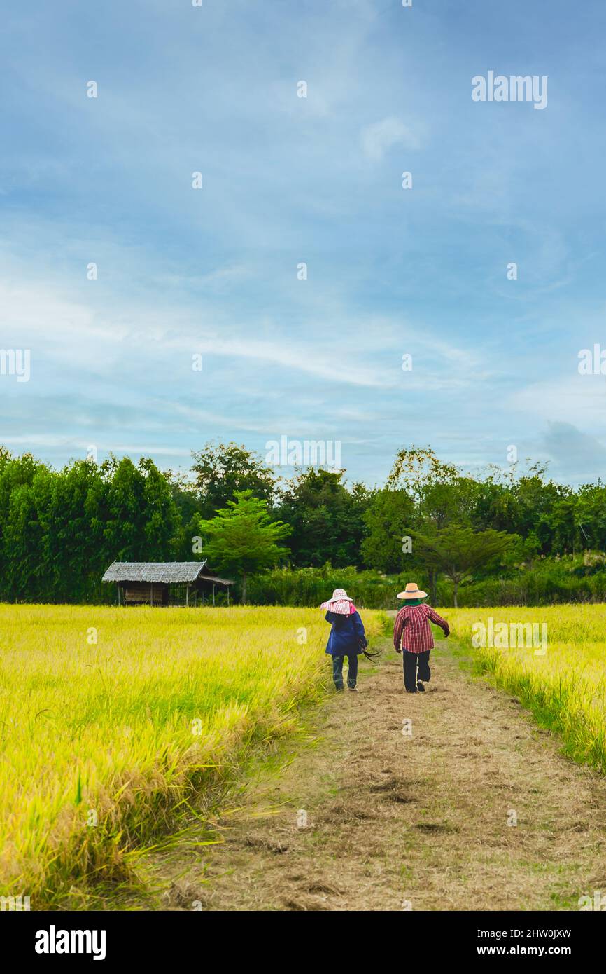 Rice field vertical hi-res stock photography and images - Alamy