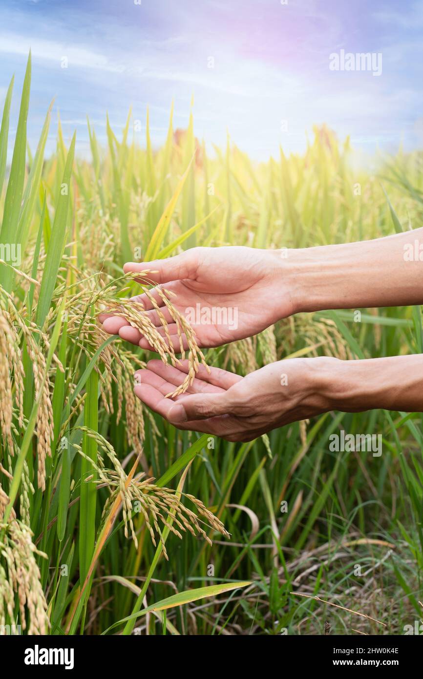 Agriculture hand gently holding yellow rice in the paddy field Stock ...