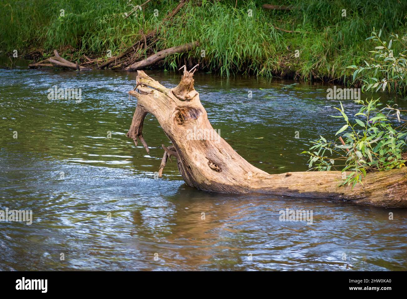 A snag like a snake with a crown peeps out of the forest river Stock ...