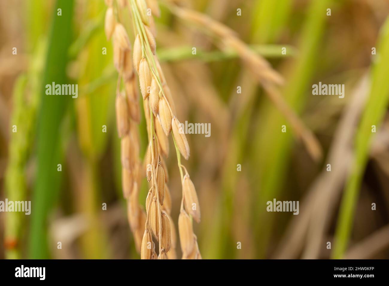 Paddy jasmine rice plant in detail hi-res stock photography and images ...
