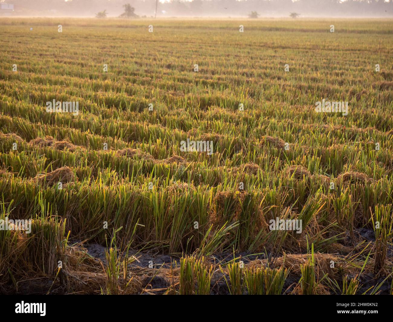 Rice paddy malaysia hi-res stock photography and images - Alamy