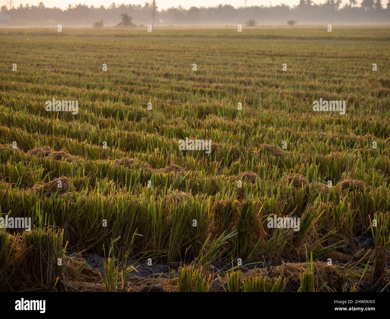 Harvested Paddy in Paddy field of Malaysia Stock Photo - Alamy