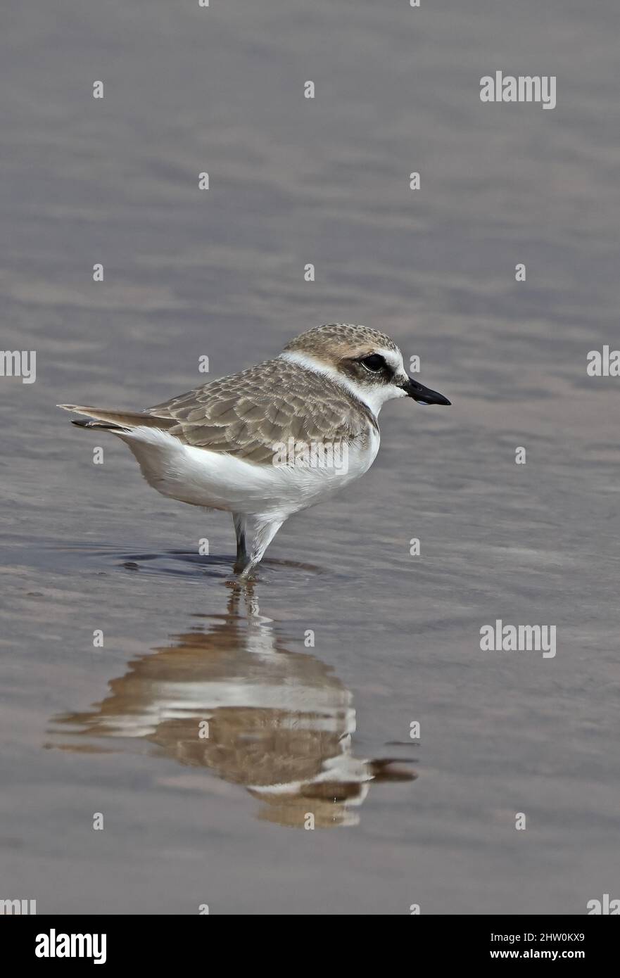 Kentish Plover (Charadrius alexandrinus alexandrinus) winter plumage ...