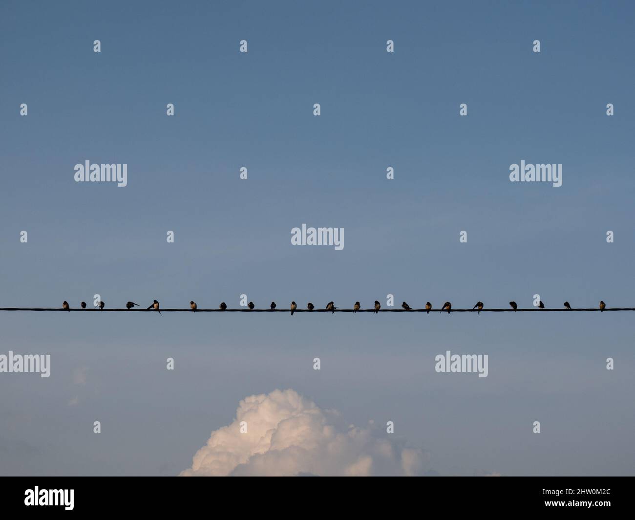 Swallow electric cable hi-res stock photography and images - Alamy