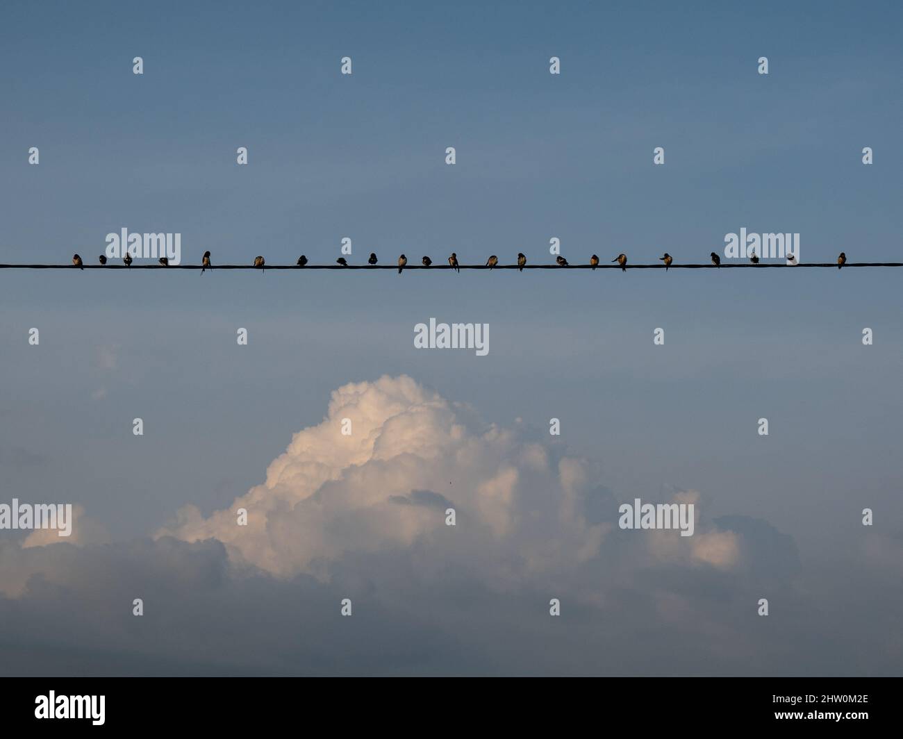 Animal electric wire hi-res stock photography and images - Alamy