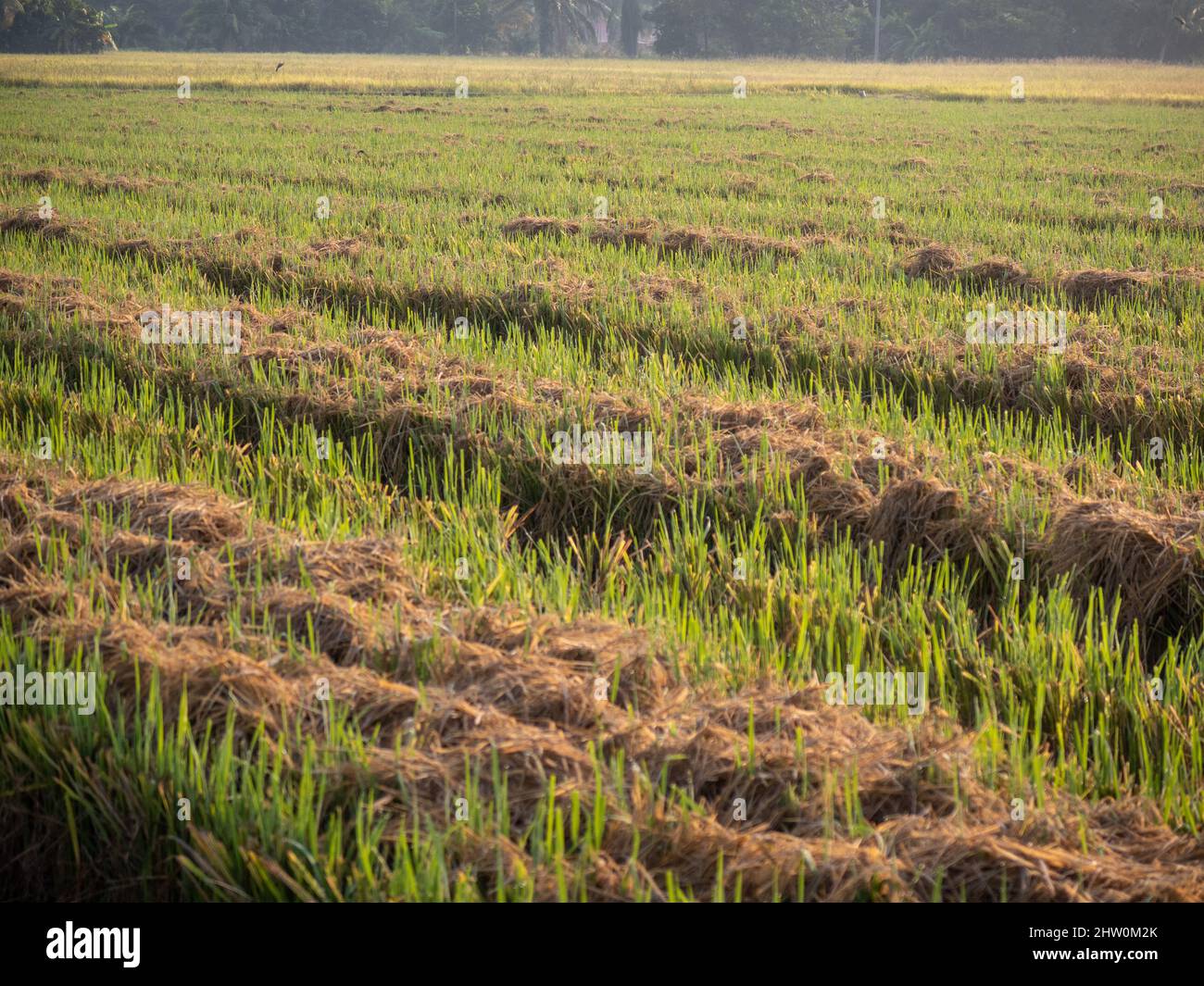 Harvested Paddy in Paddy field of Malaysia Stock Photo - Alamy