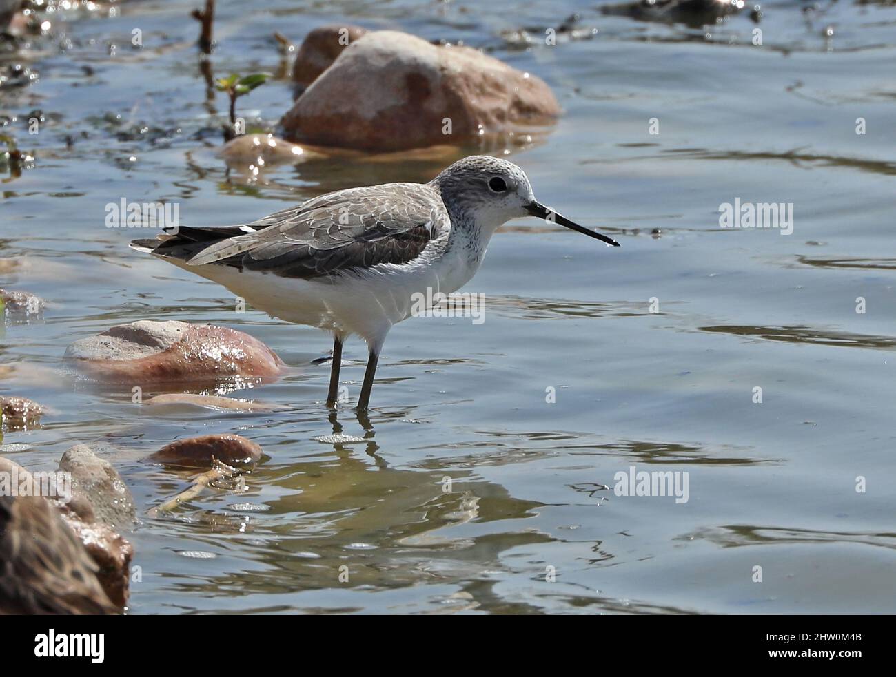 Marsh Sandpiper (Tringa stagnatilis) adult standing at waters edge Oman ...