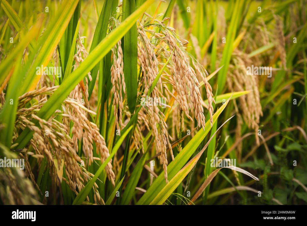 Rice field with golden ear of rice ready for harvest Stock Photo - Alamy
