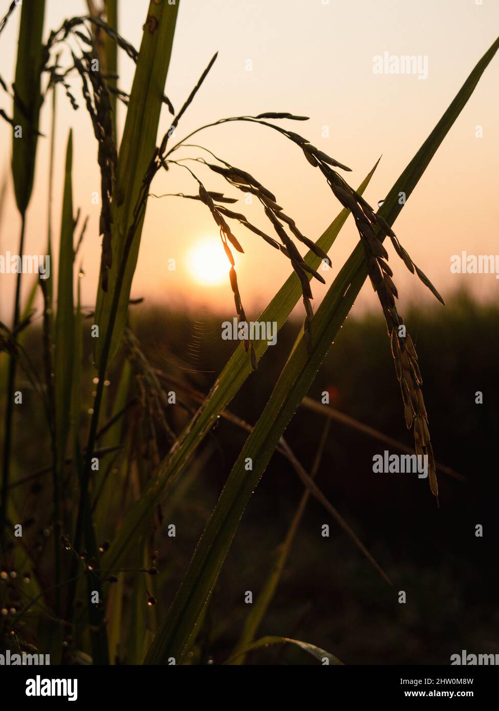 Paddy in Paddy field at Sunrise Stock Photo - Alamy