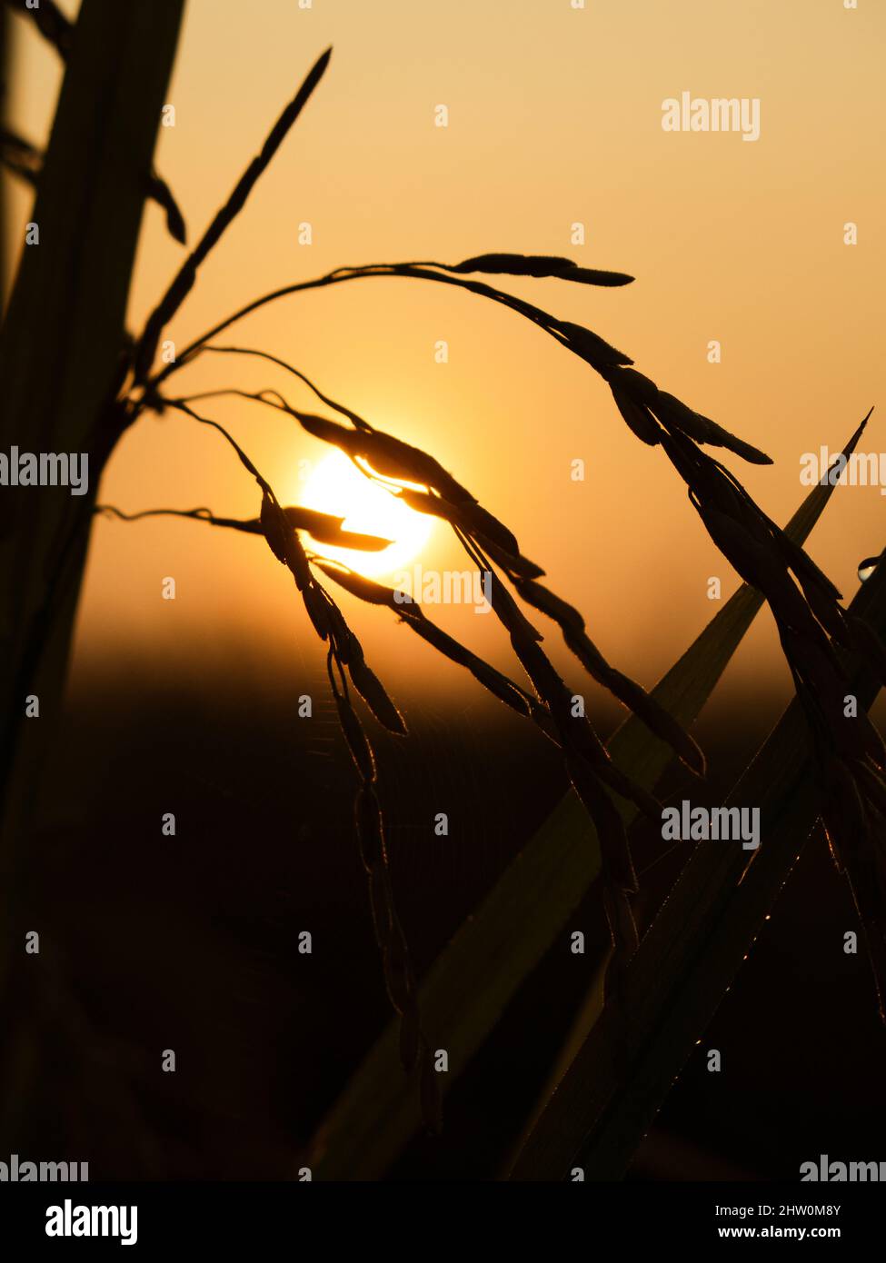Paddy in Paddy field at Sunrise Stock Photo - Alamy