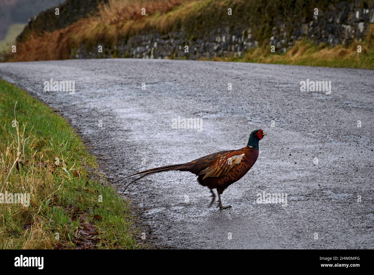 Ring-necked pheasant crossing quiet country lane (head wattle, chestnut ...
