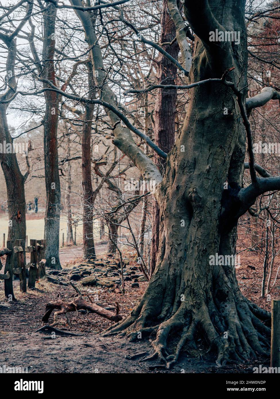 trees and forests of the British countryside. Old oak and pine and elm ...