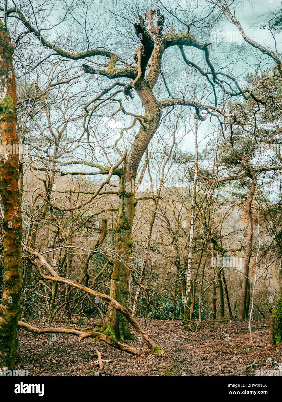 trees and forests of the British countryside. Old oak and pine and elm ...