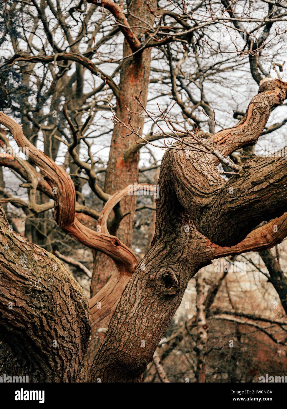 trees and forests of the British countryside. Old oak and pine and elm ...