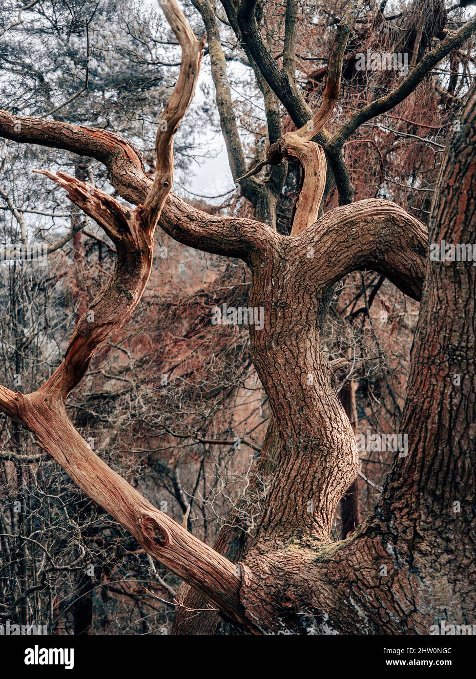 trees and forests of the British countryside. Old oak and pine and elm ...