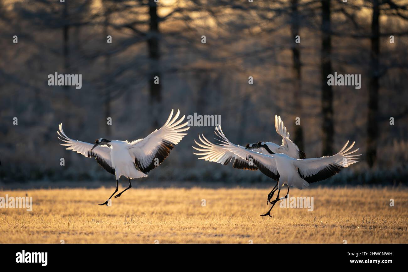 Selective focus shot of three red-crowned cranes flapping their wings ...