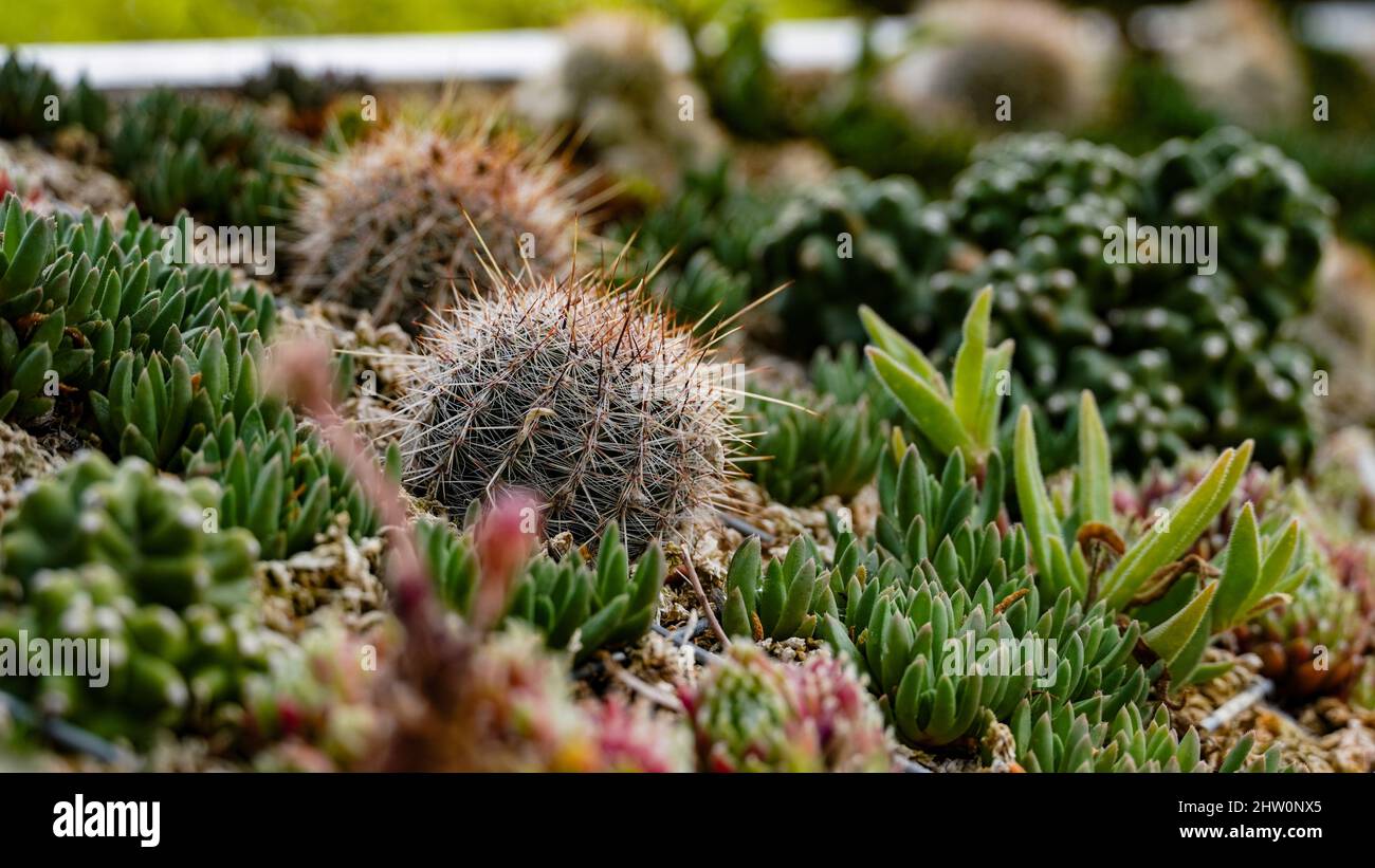 Small cacti, Various types of cacti plants Stock Photo - Alamy