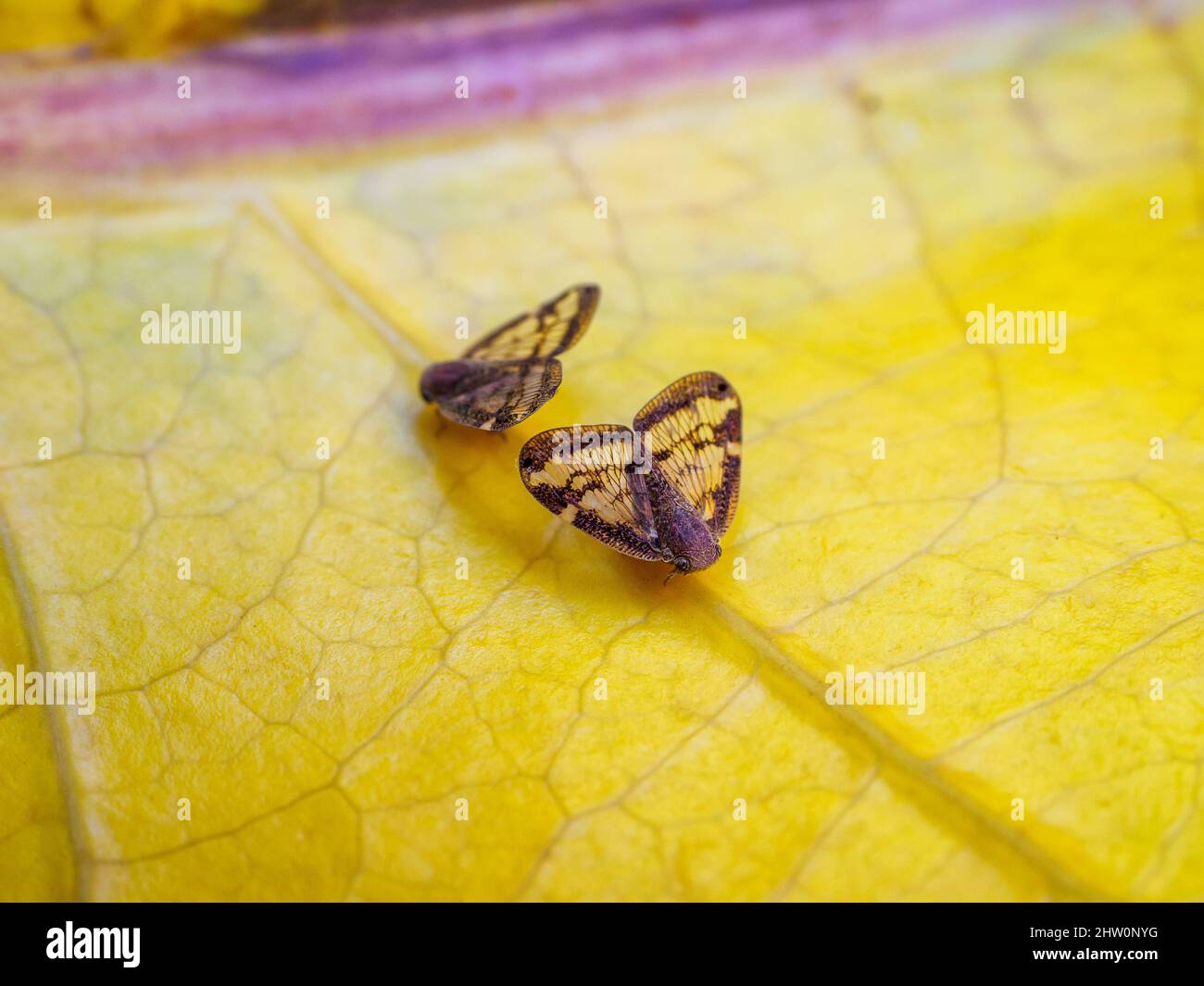 Passion vine hopper moth Scolypopa australis Stock Photo - Alamy